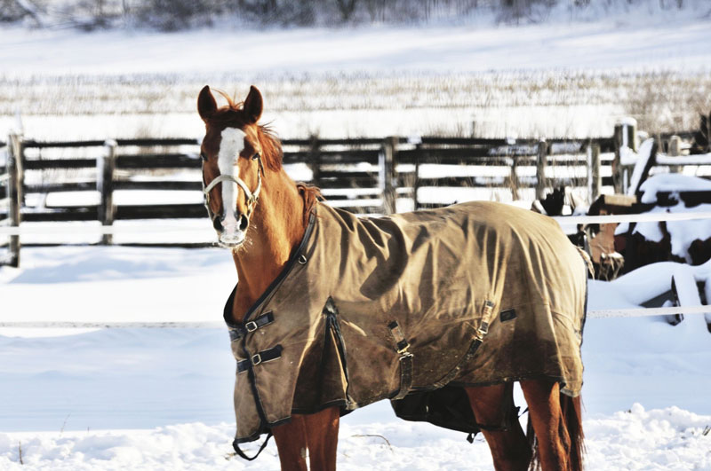 Hunkering Down: How To Prepare Horses For Winter - Veterinary Practice News