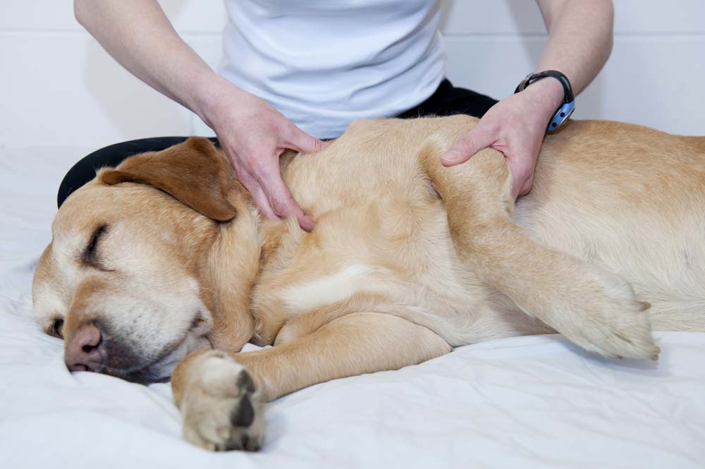 Post-op massage for veterinary patients? Just do it! - Veterinary ...