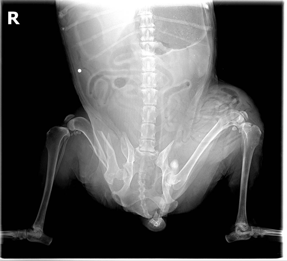 Spot the Abnormalities! - Veterinary Practice News Canada