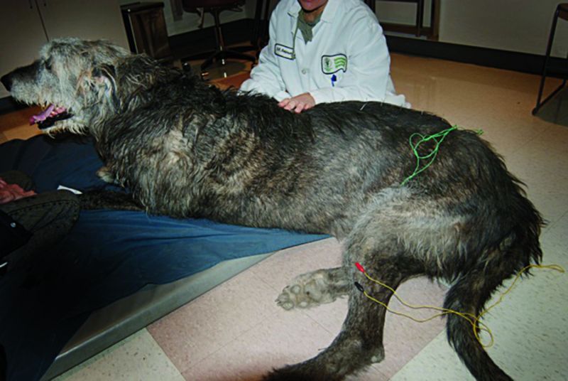 What You Need to Know Acupuncture and Sepsis - Veterinary Practice News