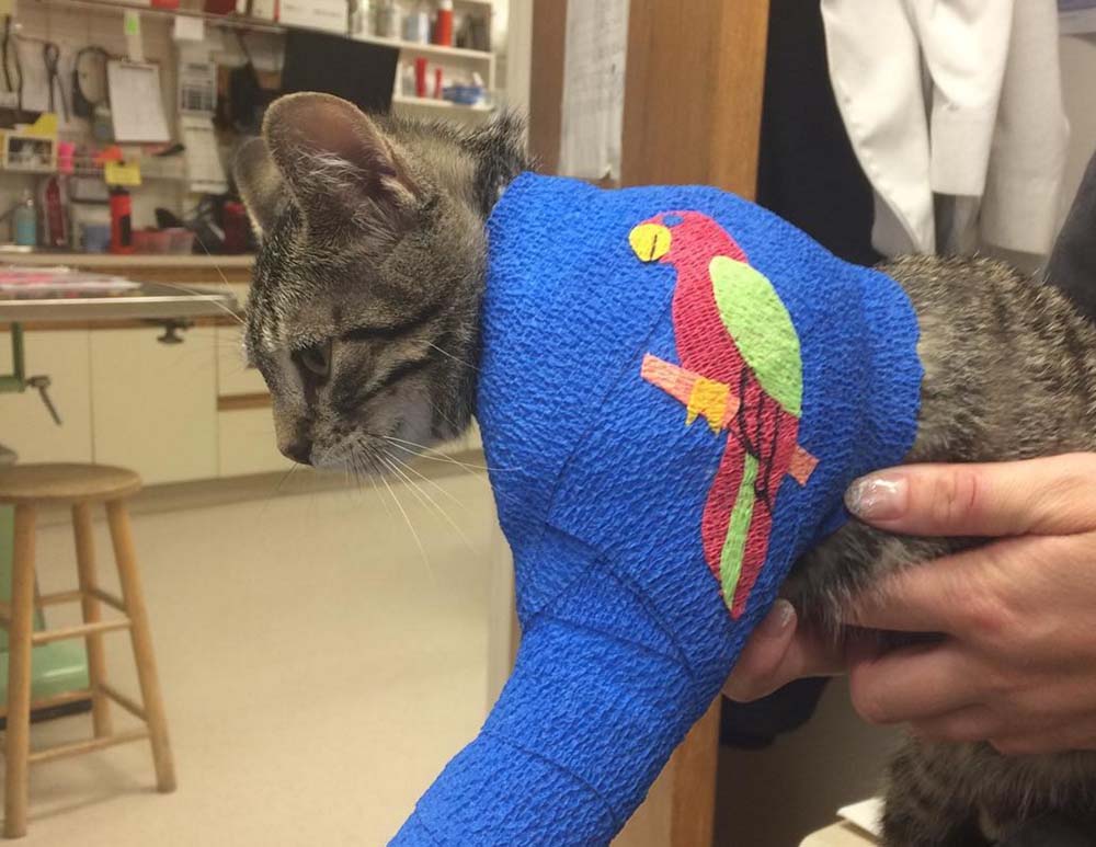 4 cute pet casts - Veterinary Practice News