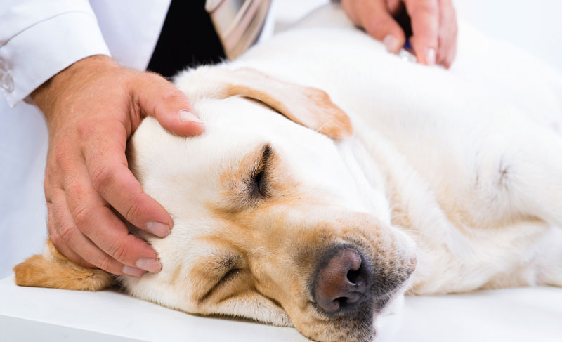 What are the Benefits of Long-Term NSAIDs? - Veterinary Practice News