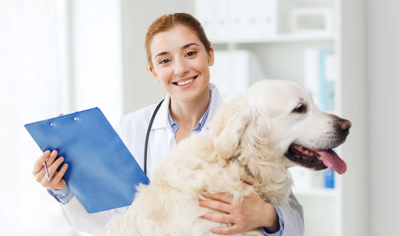 10 Tips to Manage Recumbent Veterinary Patients - Veterinary Practice News