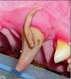 Is today's dogma tomorrow's tooth worm? - Veterinary Practice News Canada