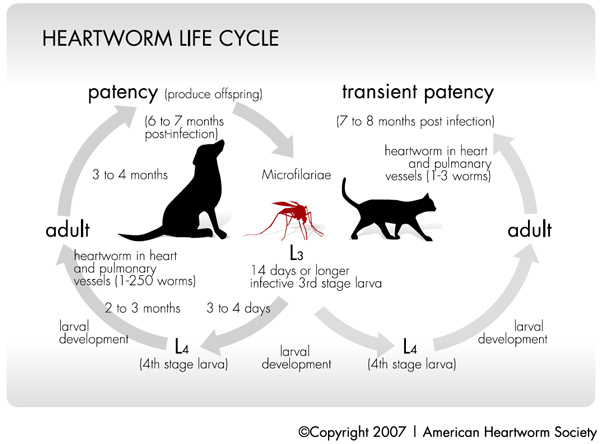 AHS Revises Heartworm Guidelines - Veterinary Practice News