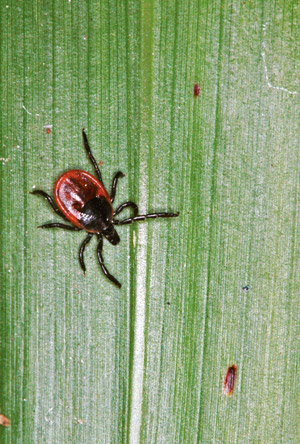 Ticks, Ticks & More Ticks - Veterinary Practice News