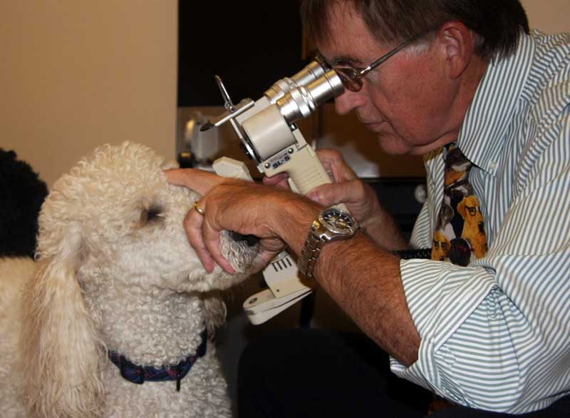 Registration Opens in April for Free Eye Exams - Veterinary Practice News