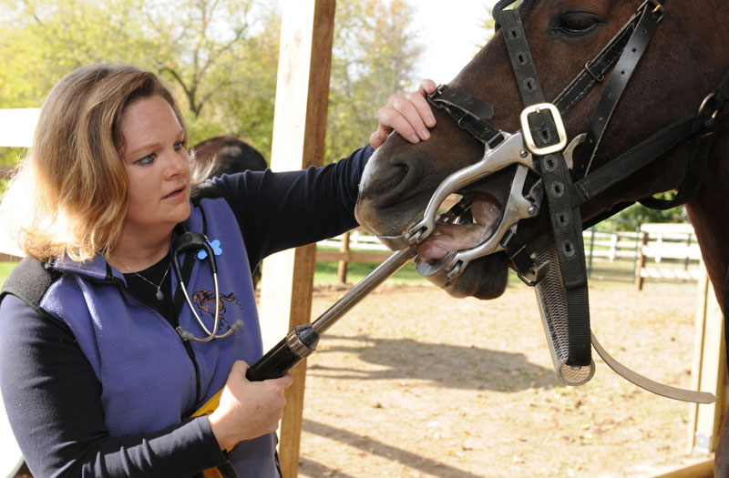 Founding Equine Dental Diplomates Announced - Veterinary Practice News