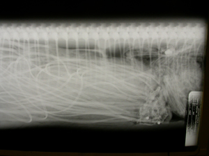 Entries Being Accepted For “They Ate WHAT?” X-ray Contest - Veterinary ...