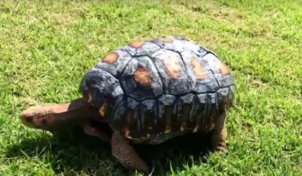 Badly burned tortoise gets new 3-D printed shell - Veterinary Practice News