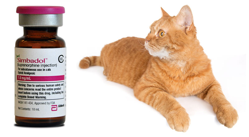 Abbott Releases 24-Hour Feline Pain Drug - Veterinary Practice News