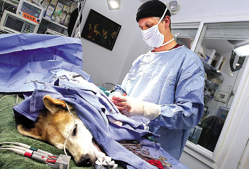 VetStem celebrates business milestone - Veterinary Practice News