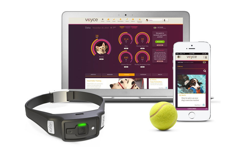 Voyce Dog Monitor Available for Purchase - Veterinary Practice News