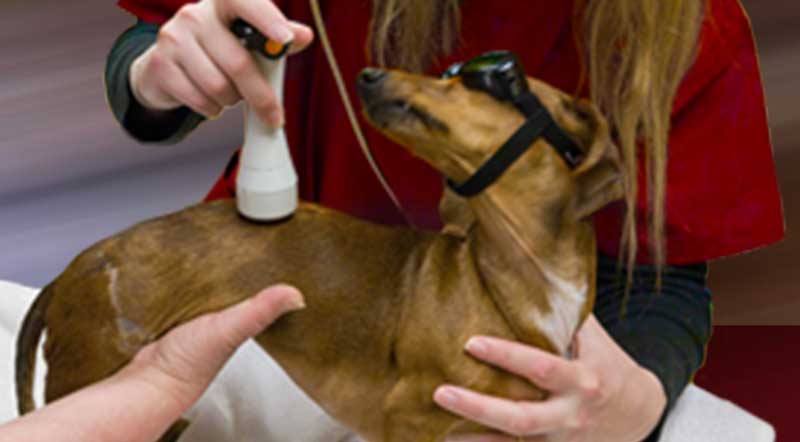 Companion Animal Health launches Companion Laser Therapy Technician of ...