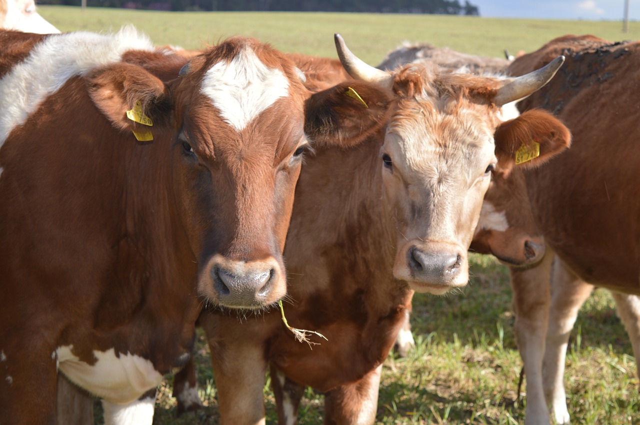 Illinois launches certificate program for beef veterinarians ...