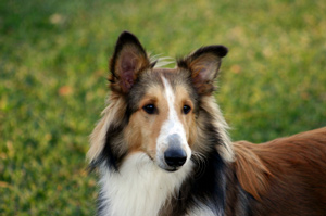 Study Shows Mutts Genetically Healthier - Veterinary Practice News
