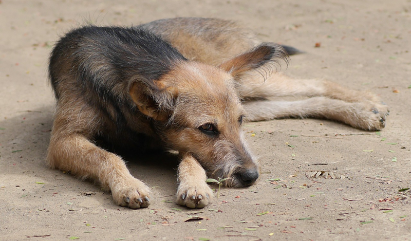 App Can Help Eradicate Rabies in India - Veterinary Practice News