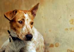 New Four-Way Canine Leptospirosis Vaccine Approved - Veterinary ...