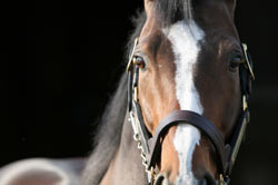 Equine Piroplasmosis Outbreak Reported In New Mexico - Veterinary ...