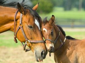 FDA Warns About Compounded Use Of Deslorelin Now That SucroMate Equine ...