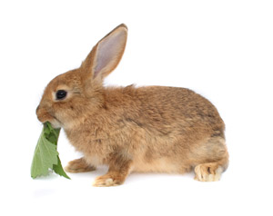 RHD Detected In Canadian Pet Rabbit - Veterinary Practice News