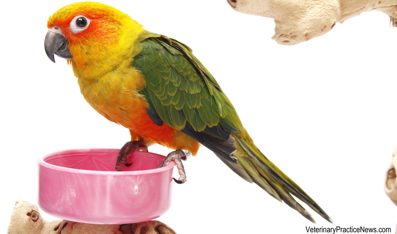 Free Webinar on Foraging and Enrichment For Pet Birds - Veterinary ...