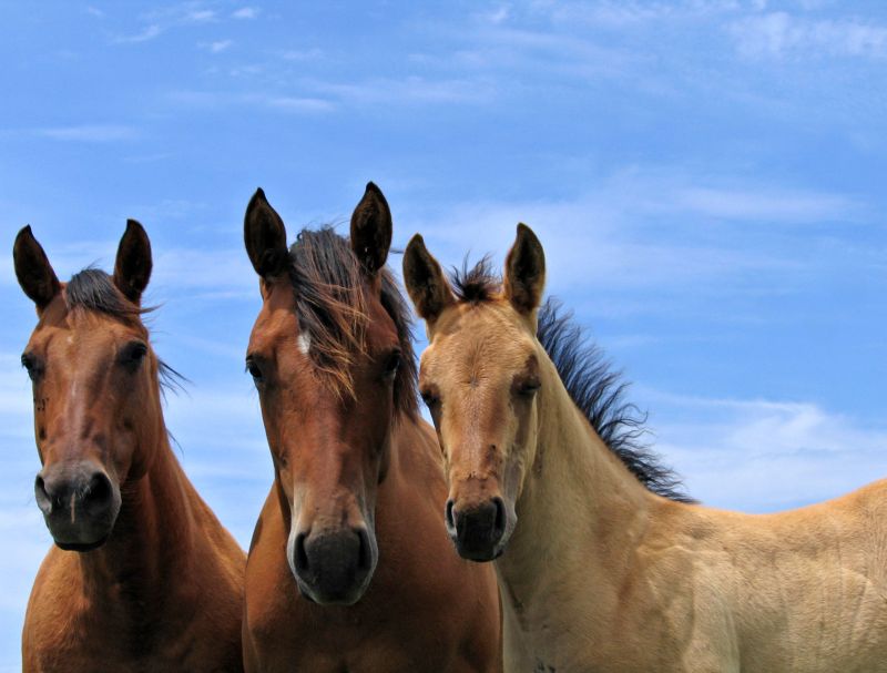 Pre-Veterinary Program Launches At Centenary College - Veterinary ... Pre-Veterinary Program Launches At Centenary College - Veterinary ...
