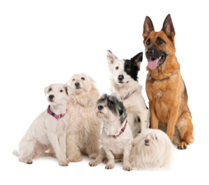Census: German Shepherd Mix Is Most Popular Mutt - Veterinary Practice News