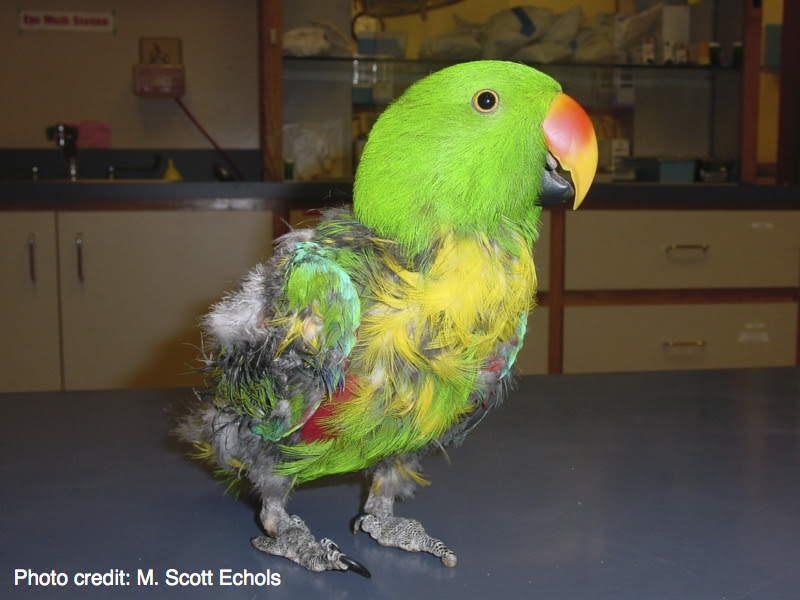 LafeberVet Schedules Webinar on Feather Destructive Behavior ...