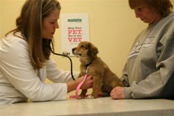 Bayer Launches Get To Vet Campaign - Veterinary Practice News