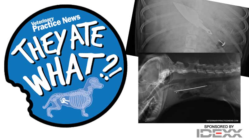 Revealed: 2016 ‘They Ate What?!’ X-Ray winner - Veterinary Practice ...