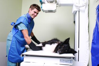 CR Imaging Is Affordable Digital Option - Veterinary Practice News