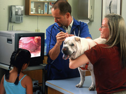 Scope Out A Specialty And Grow From There - Veterinary Practice News