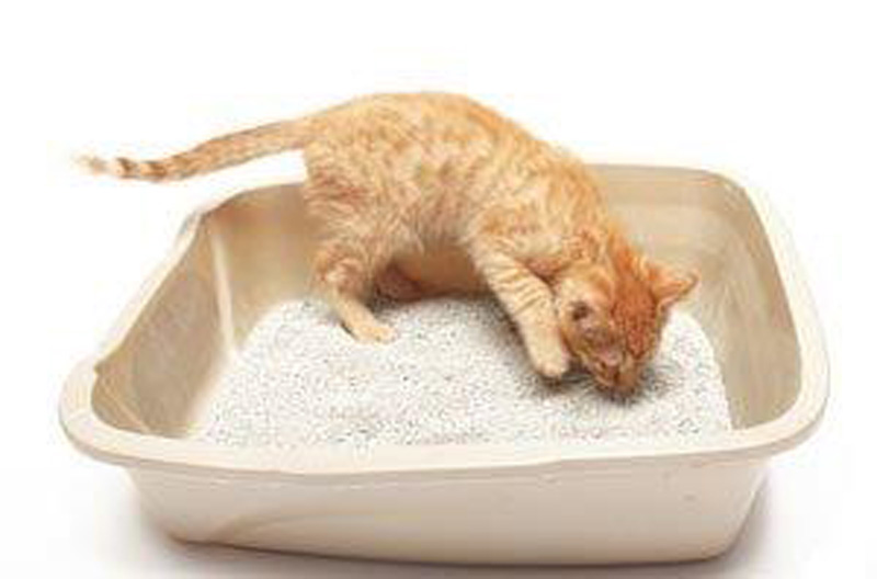 Interpret The Signs Of FLUTD In Feline Patients - Veterinary Practice News