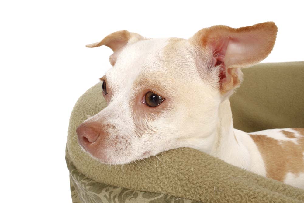 The Purebred Paradox - Veterinary Practice News