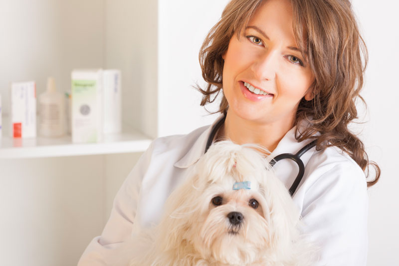 6 Ways Your Client Service Team can Grow Your Business - Veterinary ...