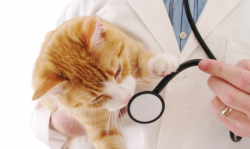 Why You Should Communicate the Value of Preventive Care - Veterinary ...