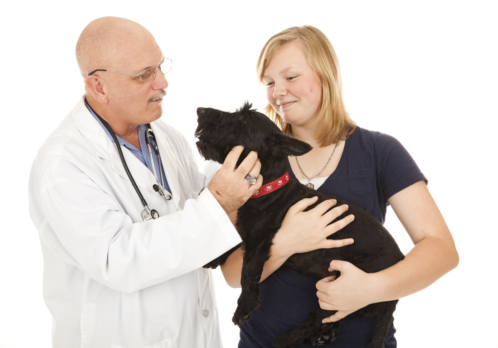Simple Service Ideas That Enrich Vet Clients’ Experiences - Veterinary ...