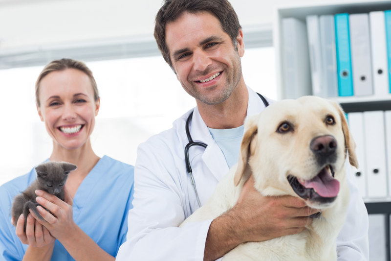 10 Ways to Become a Great Associate Veterinarian - Veterinary Practice News