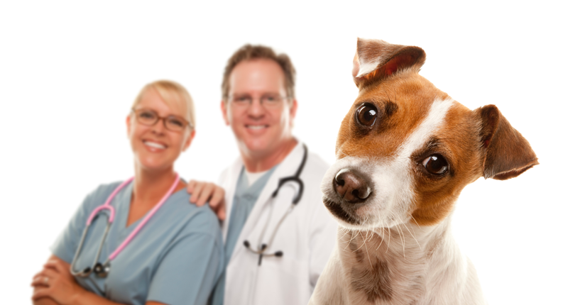 10 Ways to Become a Great Practice Owner - Veterinary Practice News