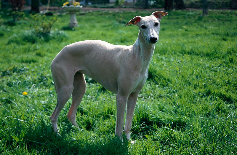 Silliest Client Behavior Contest (part 3) - Veterinary Practice News