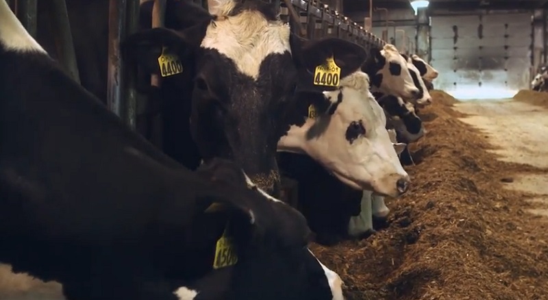 Veterinarian Ensures Cows Are Healthy, Happy - Veterinary Practice News